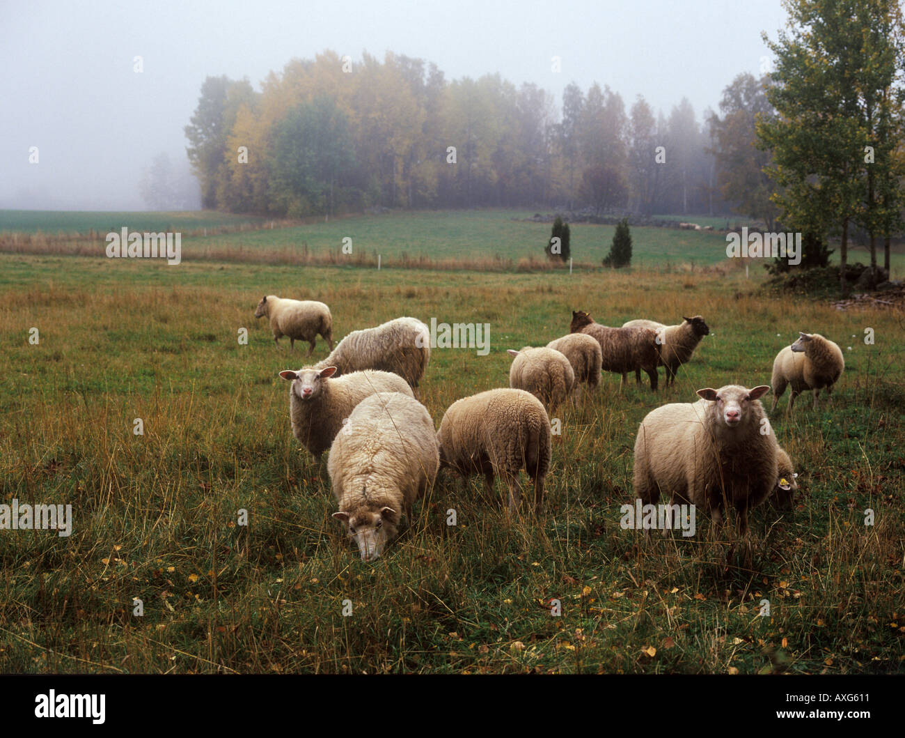 Enclosed sheep hi-res stock photography and images - Alamy