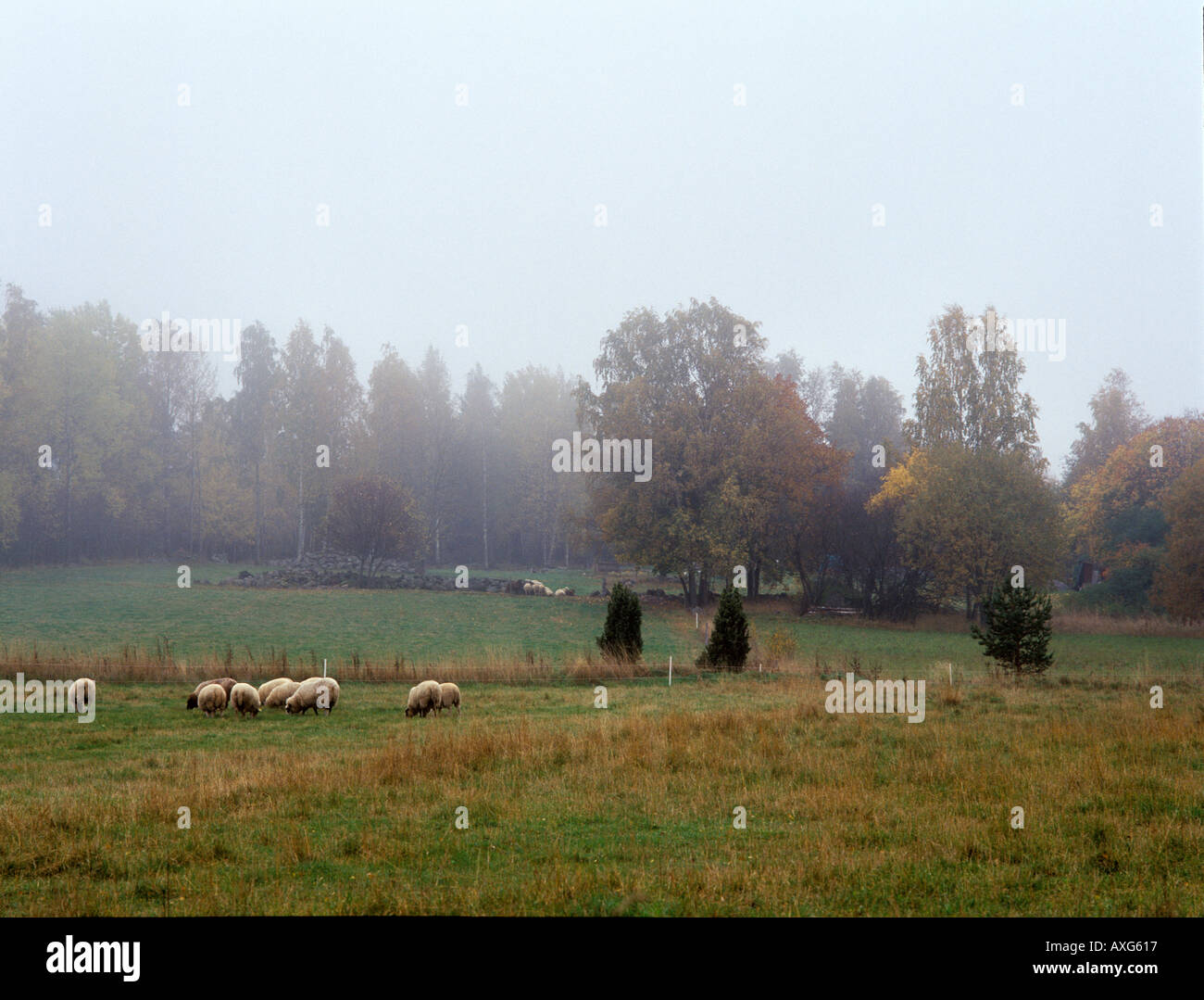 Enclosed sheep hi-res stock photography and images - Alamy