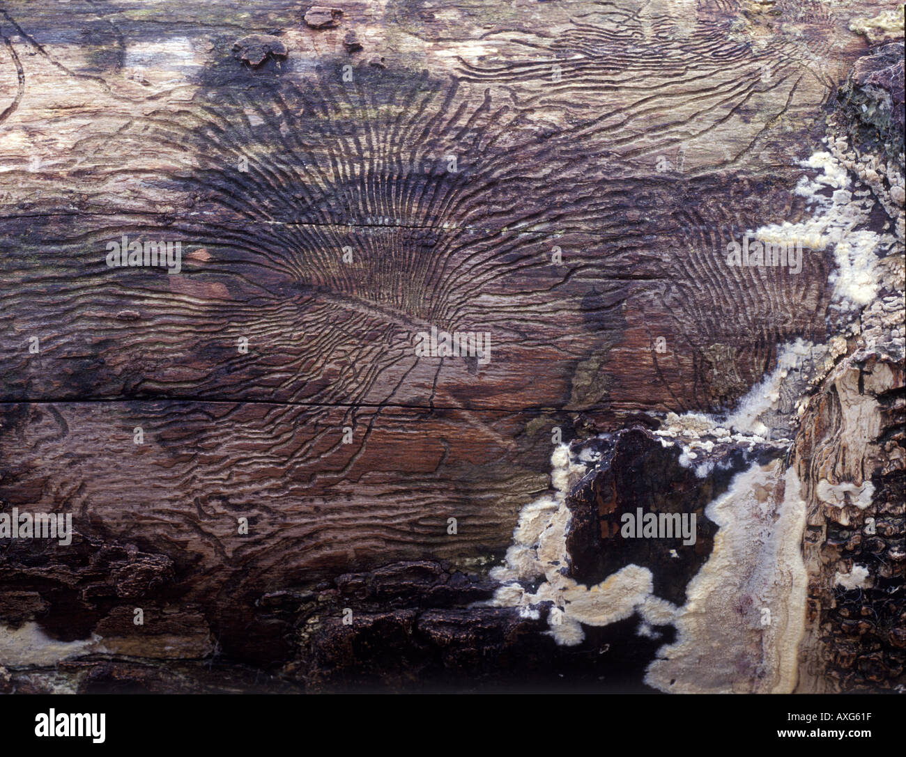 Insect Tracks High Resolution Stock Photography and Images - Alamy