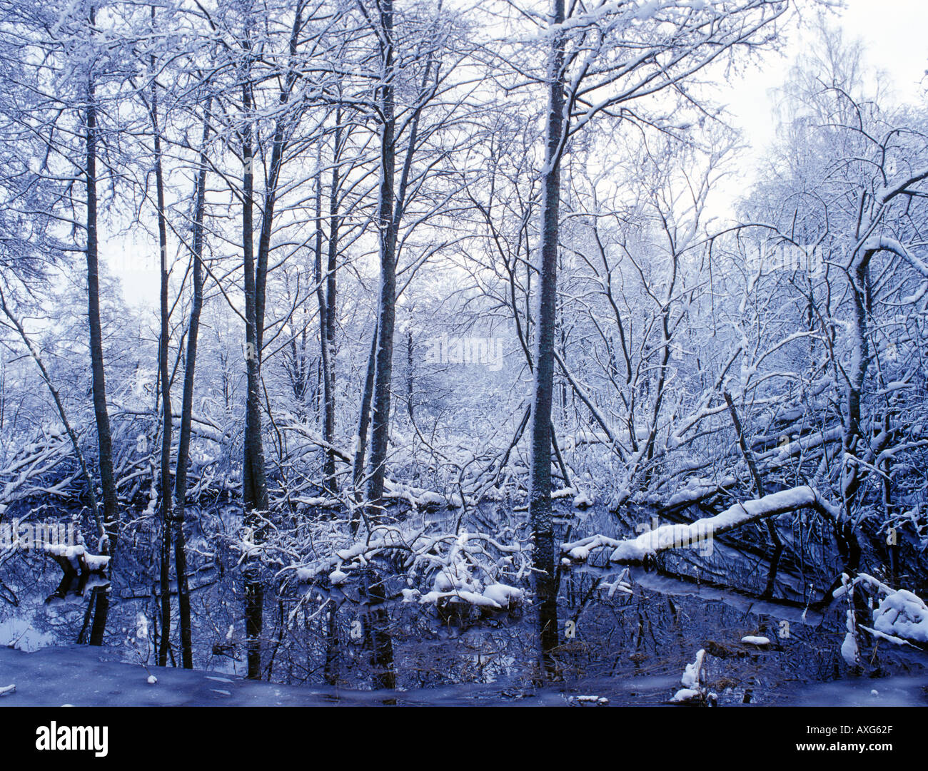 Snowed down trees hi-res stock photography and images - Alamy