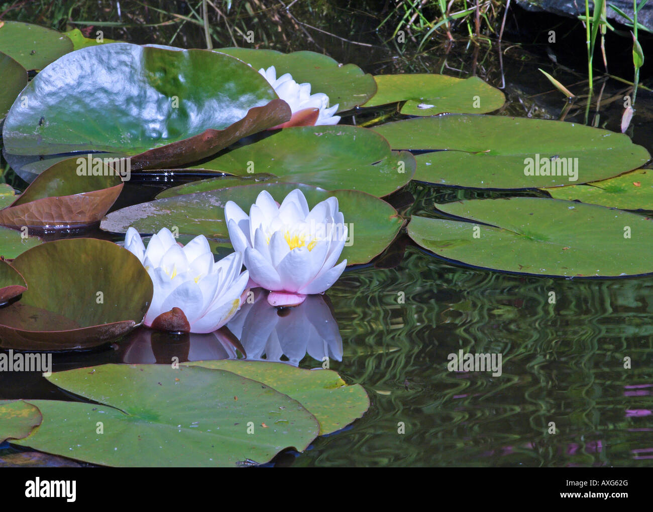water-lilies, hot summer afternoon, pond Stock Photo - Alamy