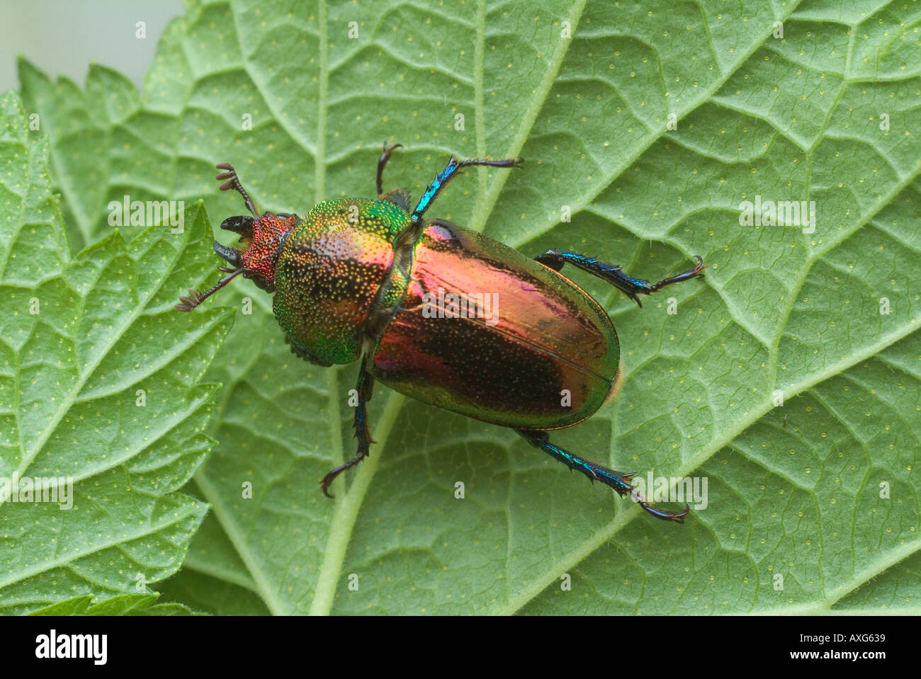 Australian beetles hi-res stock photography and images - Alamy