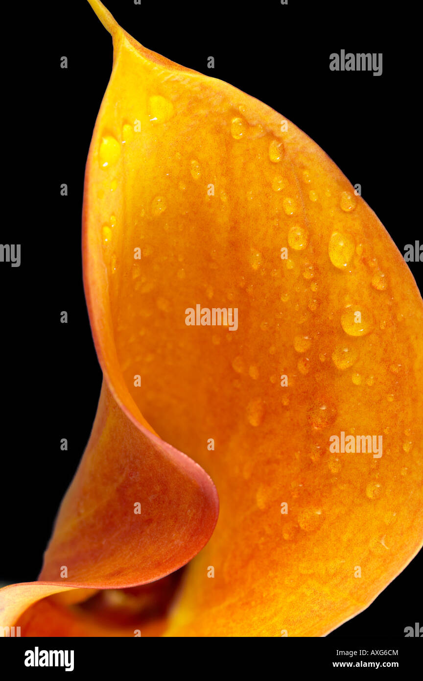 Single orange Calla Flame bloom with water droplets against black ...