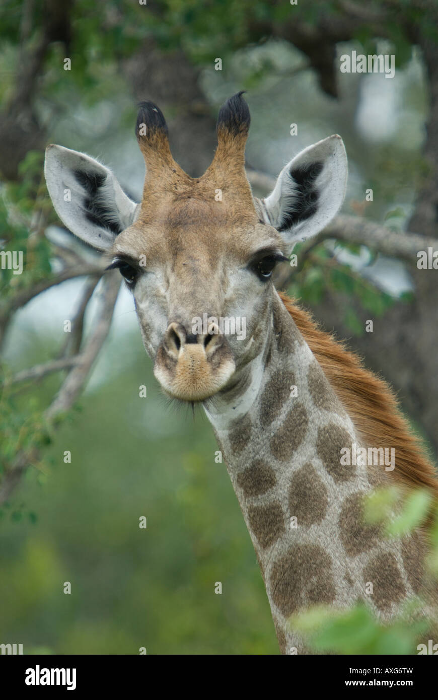 A front-on portrait view of a young giraffe in the African bush Stock ...
