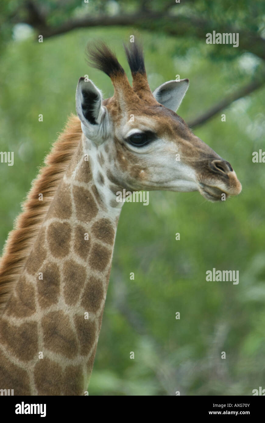 A side-on head shot of a young giraffe in the African bush Stock Photo ...