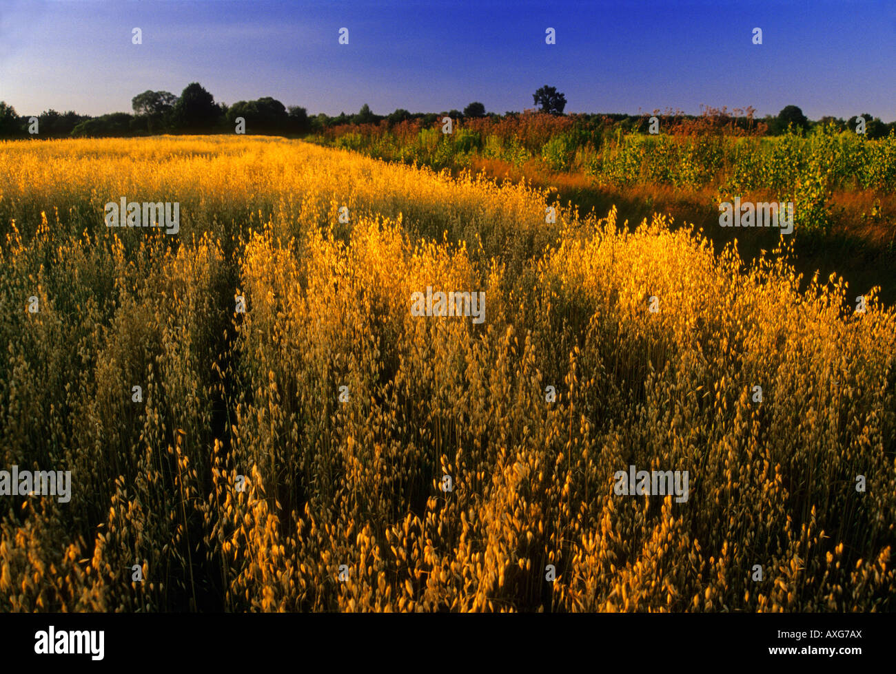 Polish Poland landscape scenery Stock Photo - Alamy
