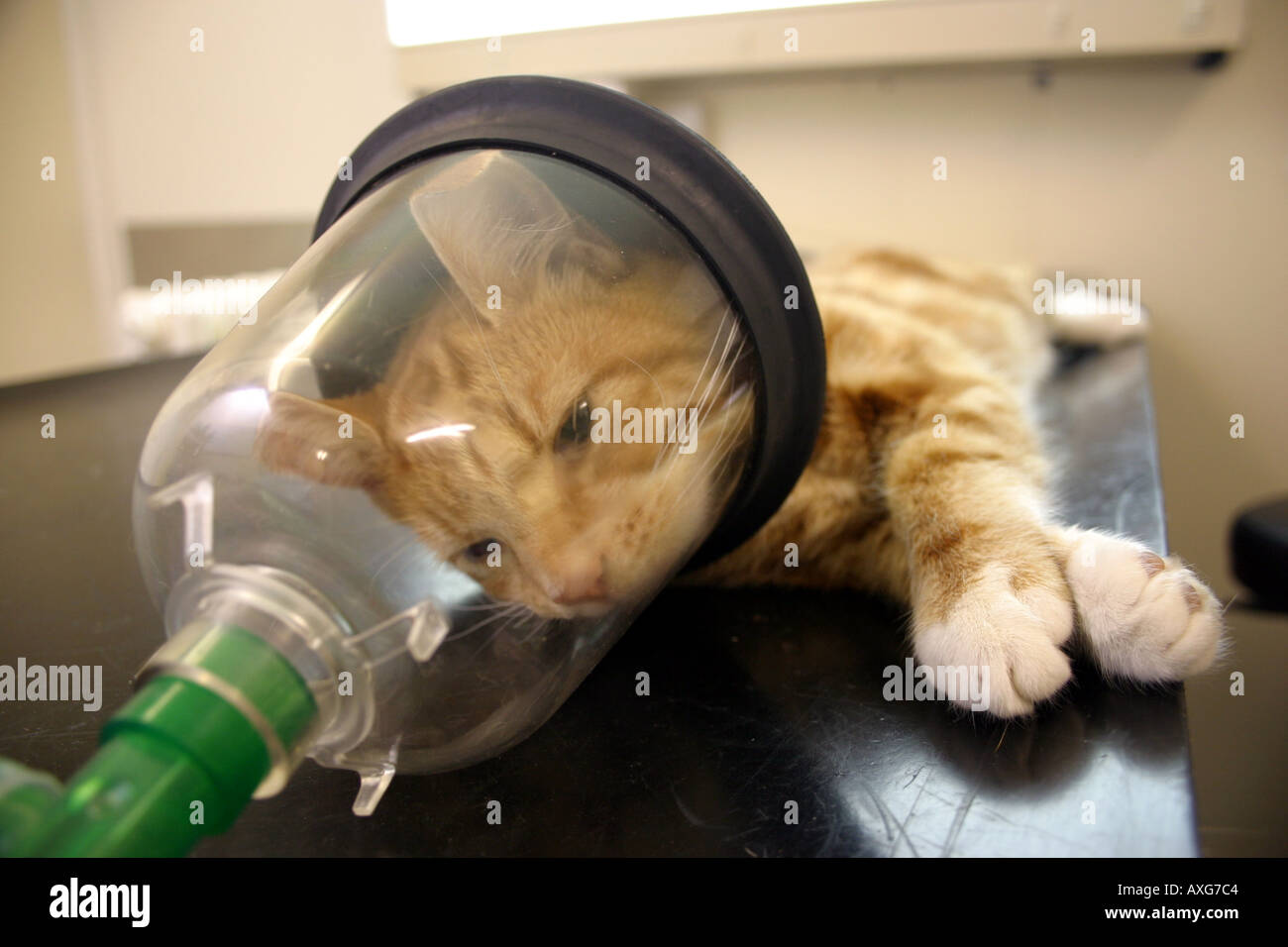 Cat being operated on in English veterinary surgery Stock Photo - Alamy