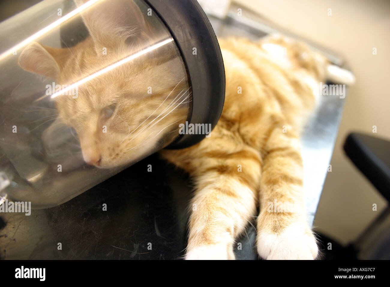 Cat being operated on in English veterinary surgery Stock Photo - Alamy