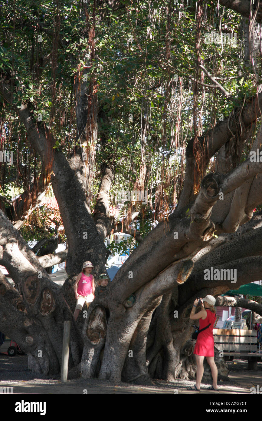 Largest banyan tree hawaii hi-res stock photography and images - Alamy