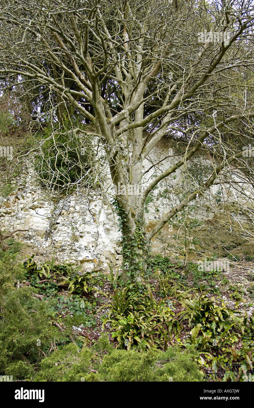 Chalk soil hi-res stock photography and images - Alamy