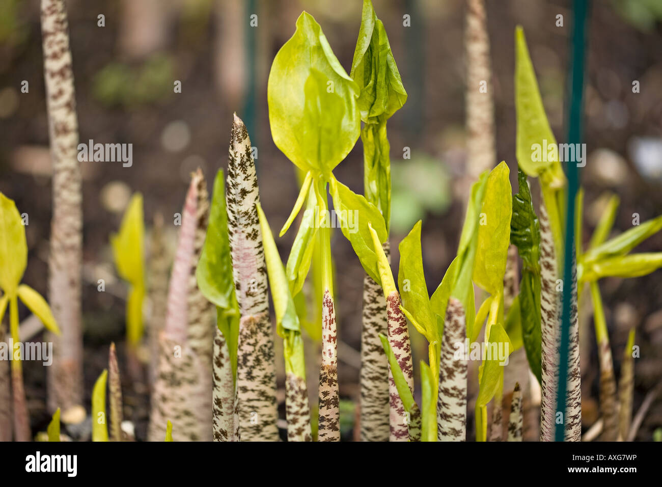 Stink Lily High Resolution Stock Photography and Images - Alamy