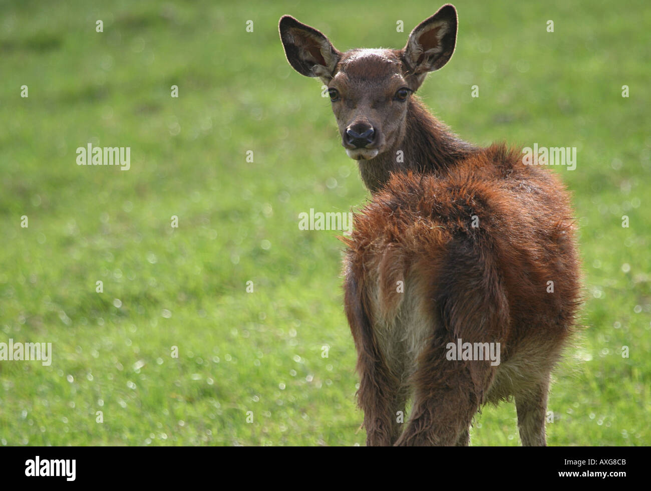 Red Deer looking back Stock Photo - Alamy