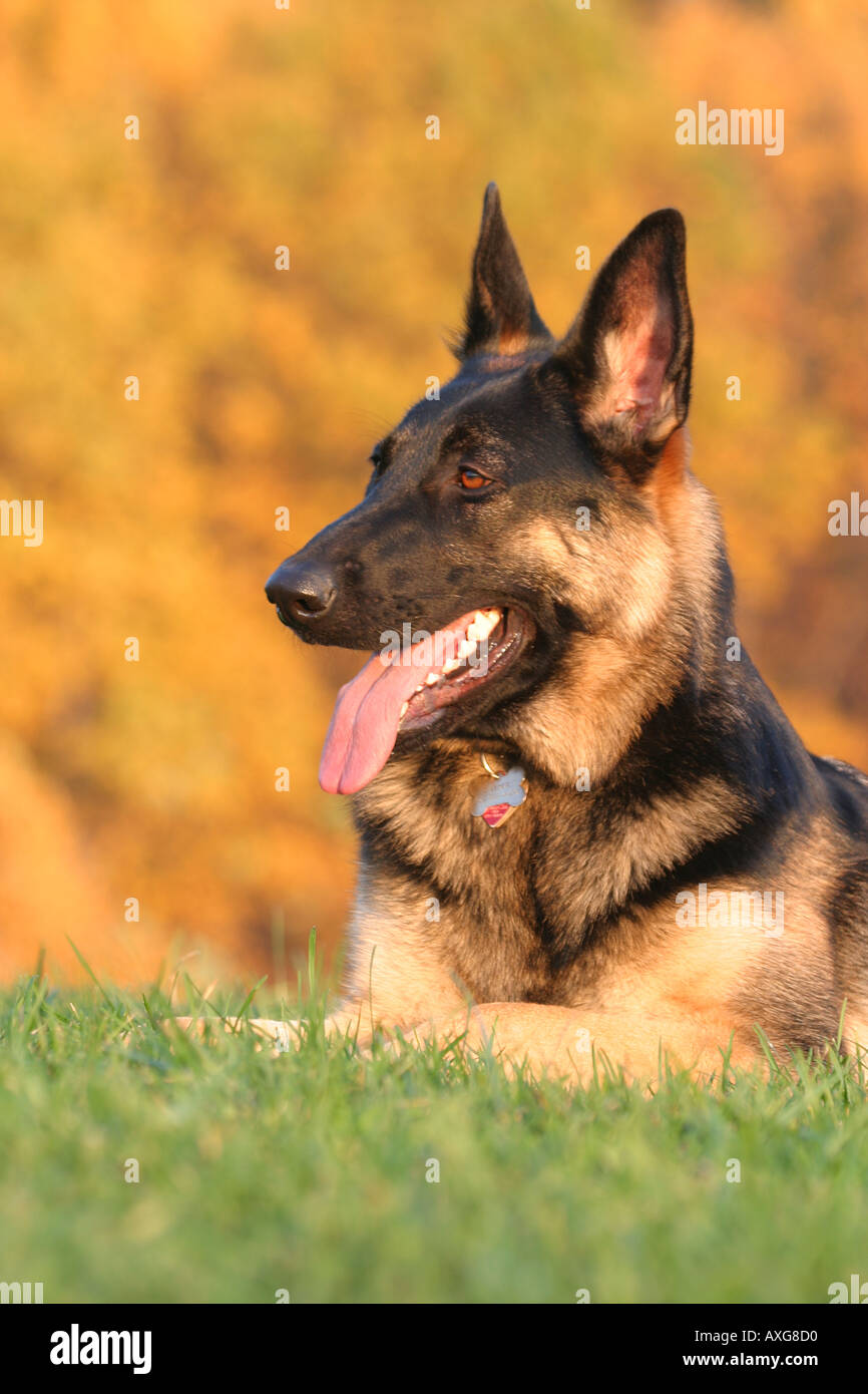 German Shepard portrait Stock Photo - Alamy