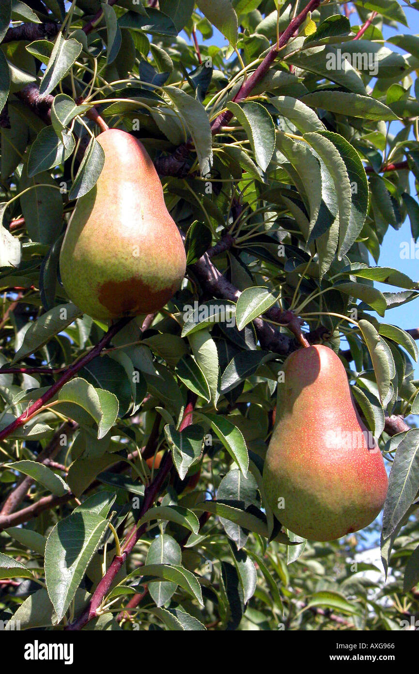 Michigan pear orchard with pears ready for harvesting Stock Photo - Alamy