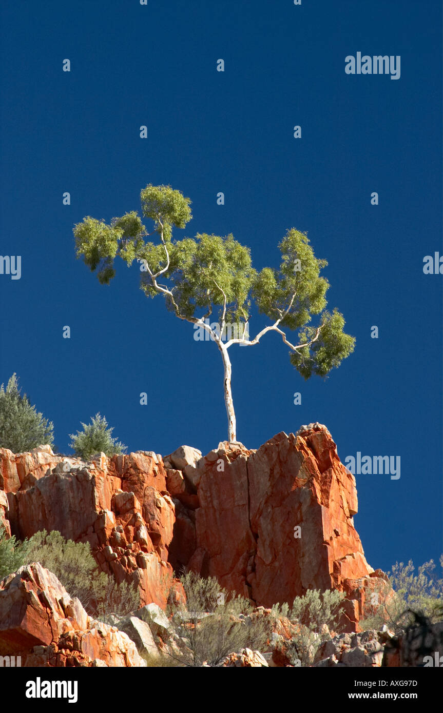 Mulga tree australia hi-res stock photography and images - Alamy