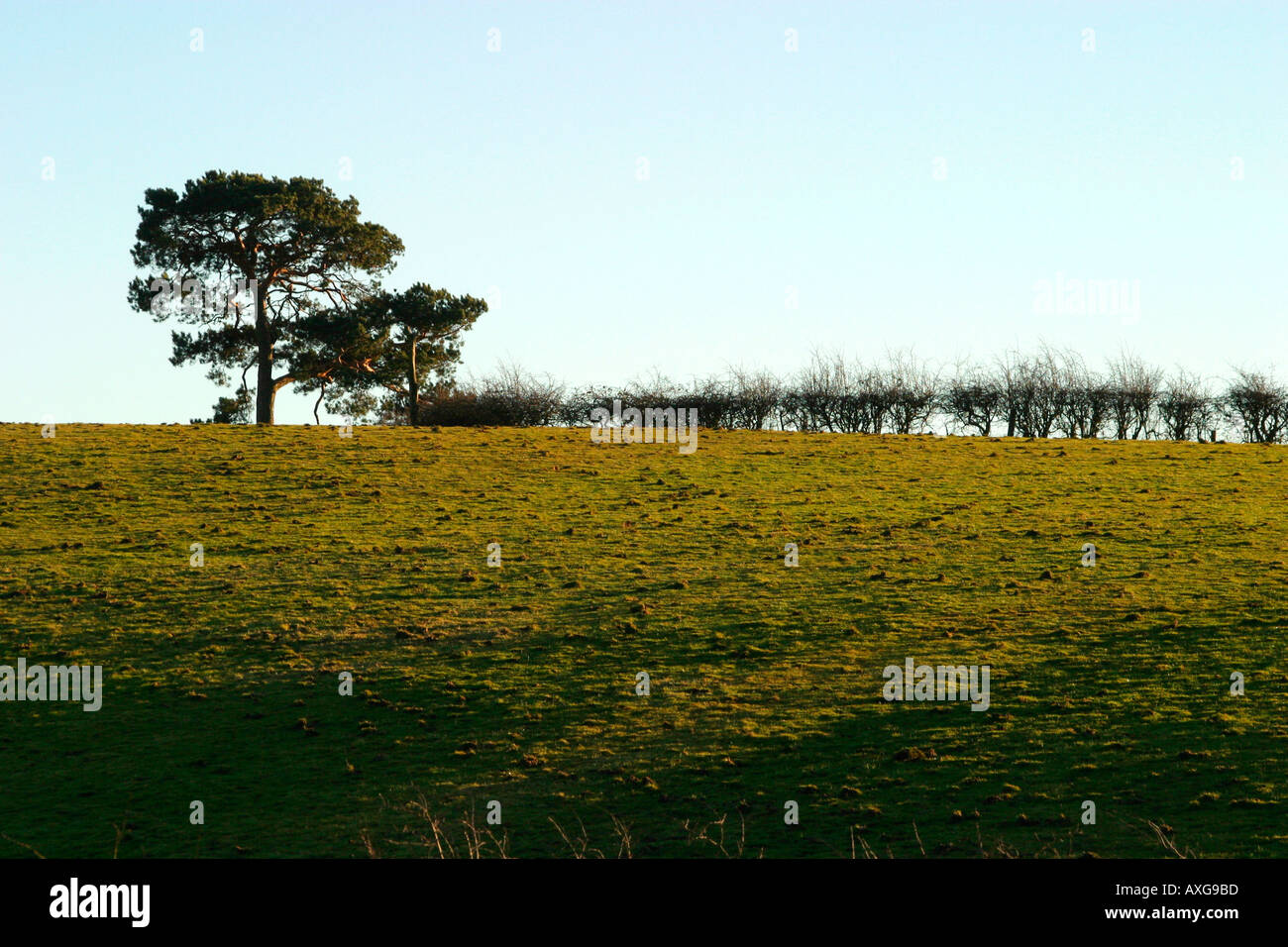Tree and hedge on skyline Stock Photo - Alamy