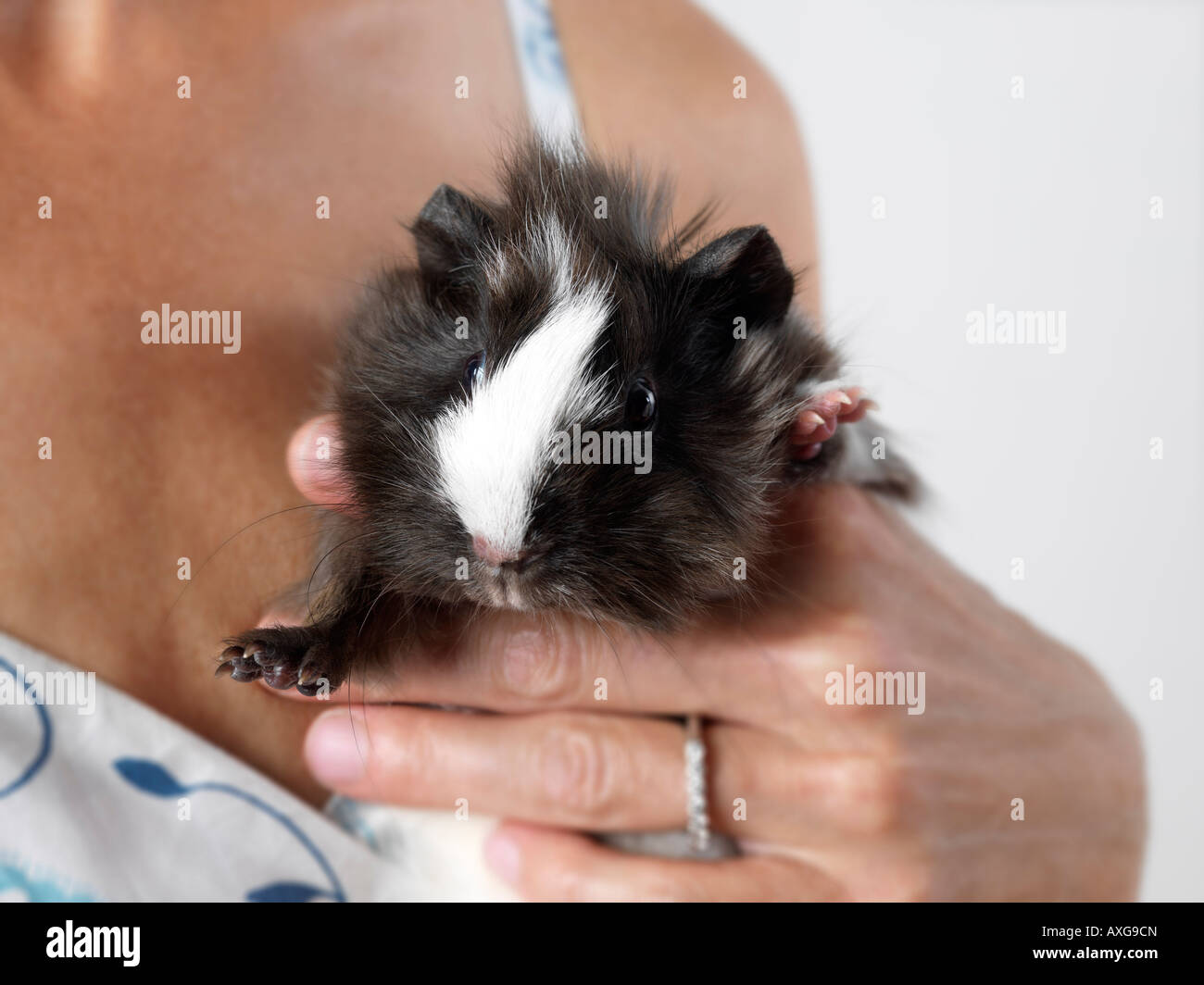 Close-up of Guinea Pig Stock Photo - Alamy