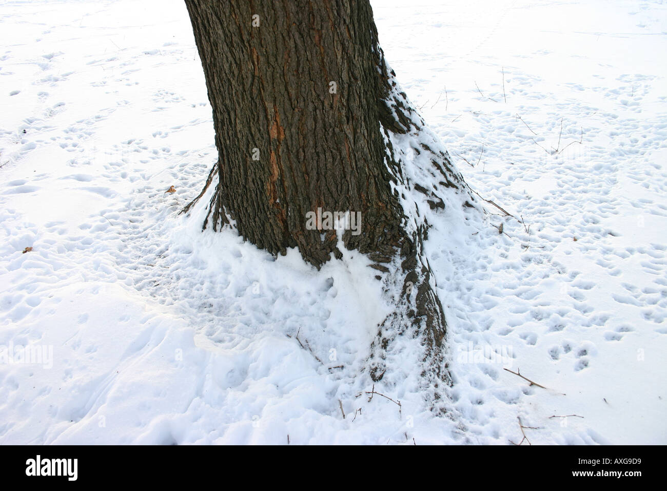 tree in snow Stock Photo - Alamy