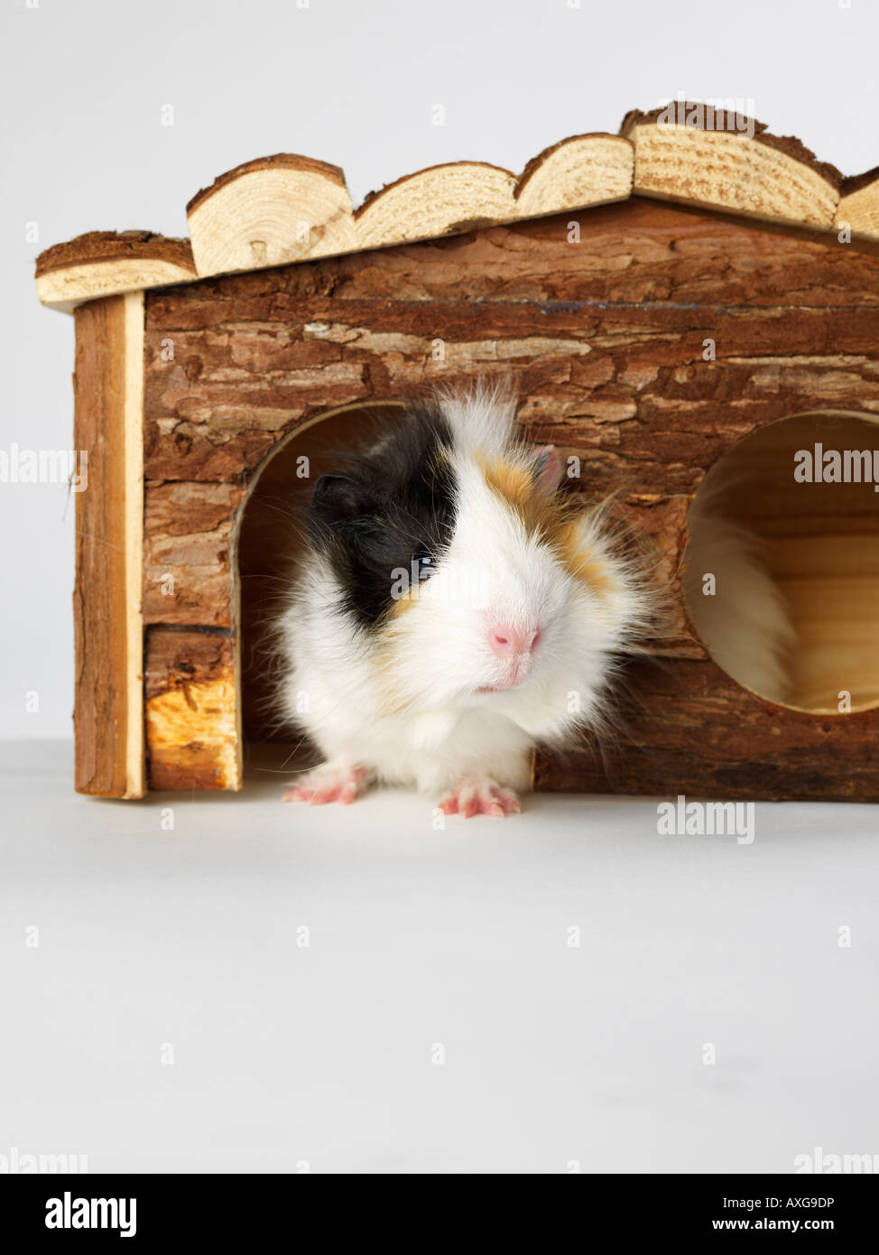 1 White Guinea Pig High Resolution Stock Photography and Images - Alamy