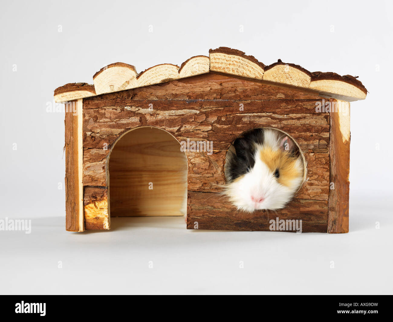 Guineapig house hi-res stock photography and images - Alamy