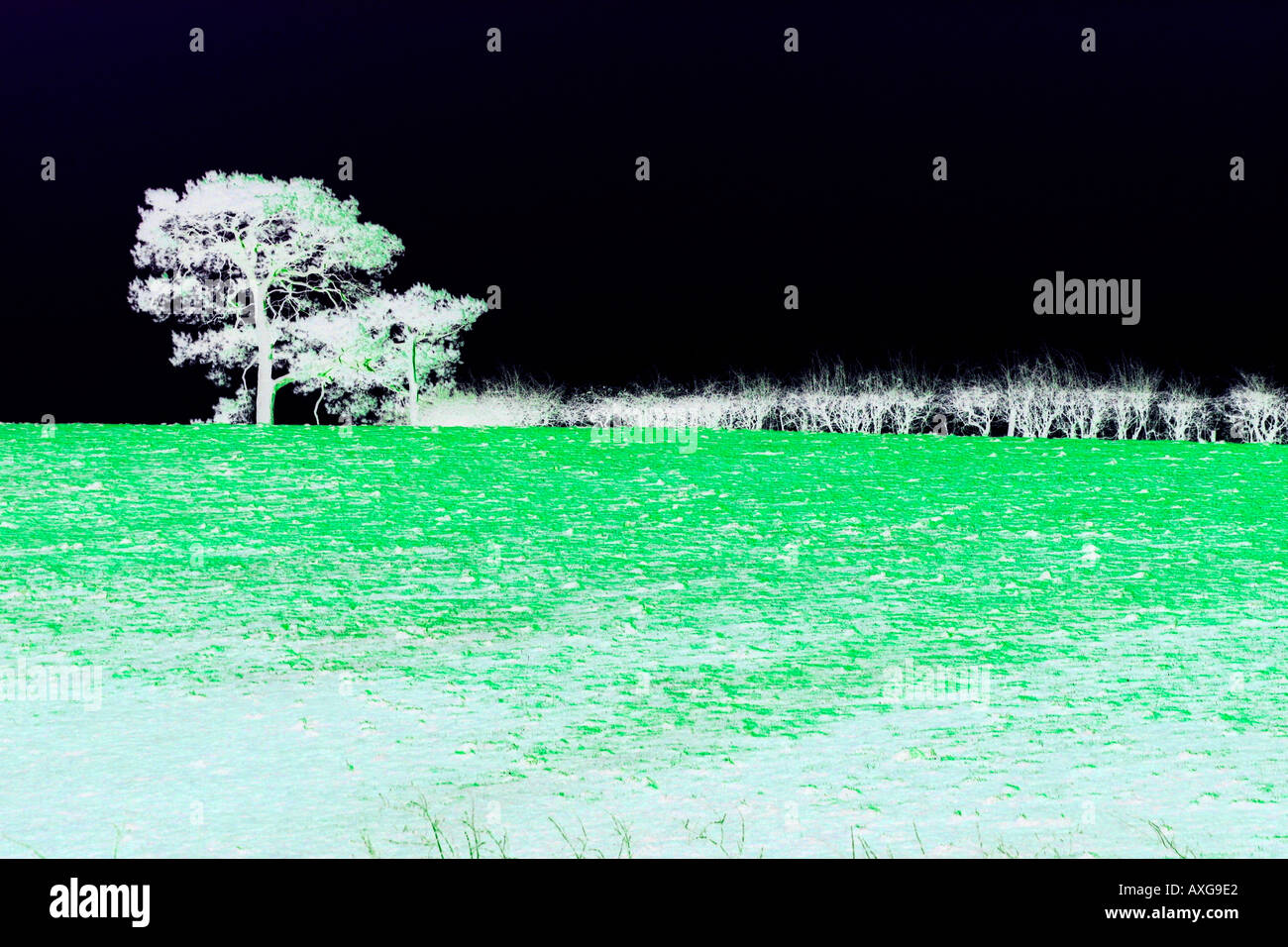 Abstract tree and hedge on skyline with psychedelic saturated colours ...