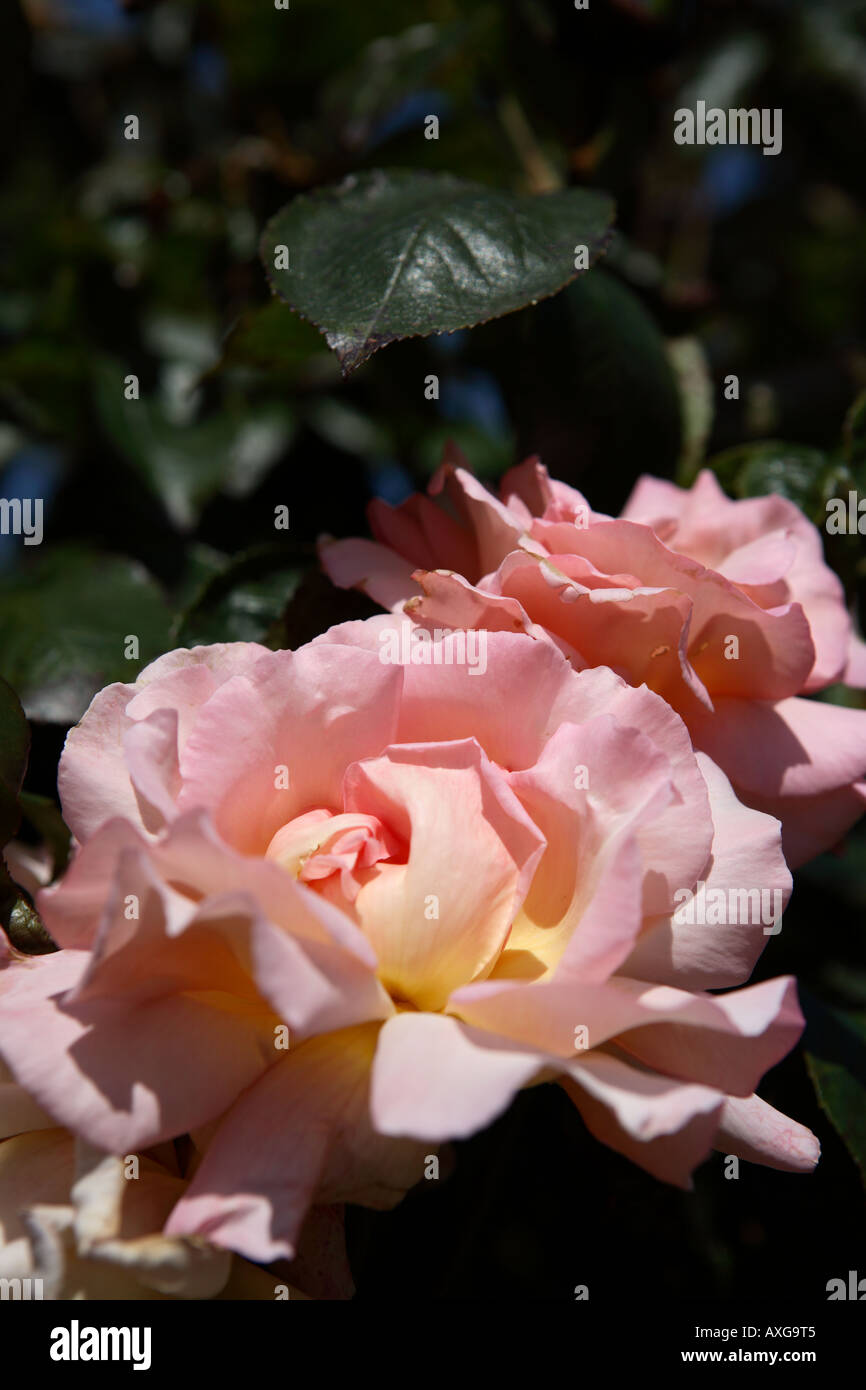 Compassion - rose variety Stock Photo - Alamy