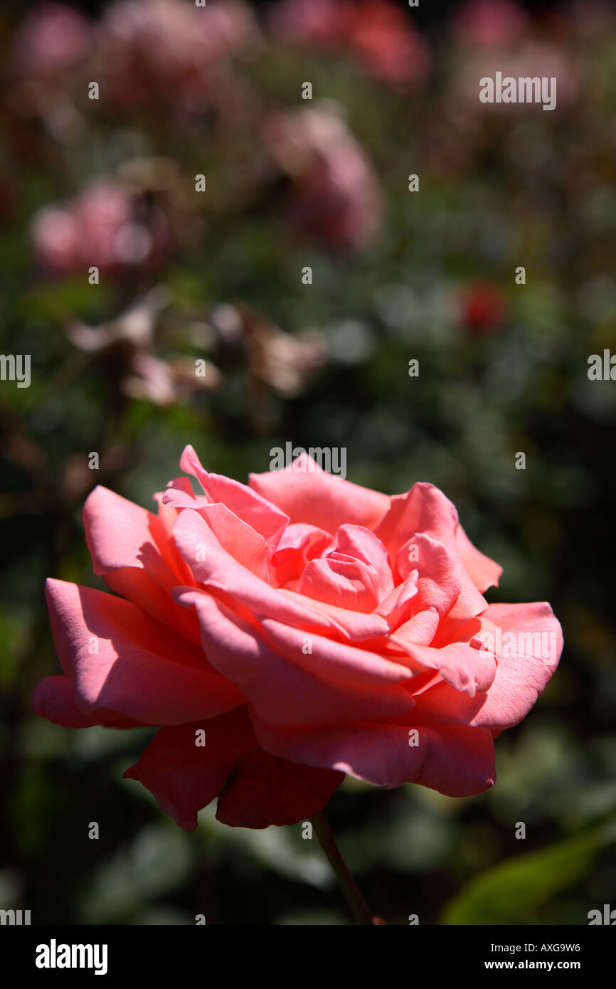 Blessings - rose variety Stock Photo - Alamy
