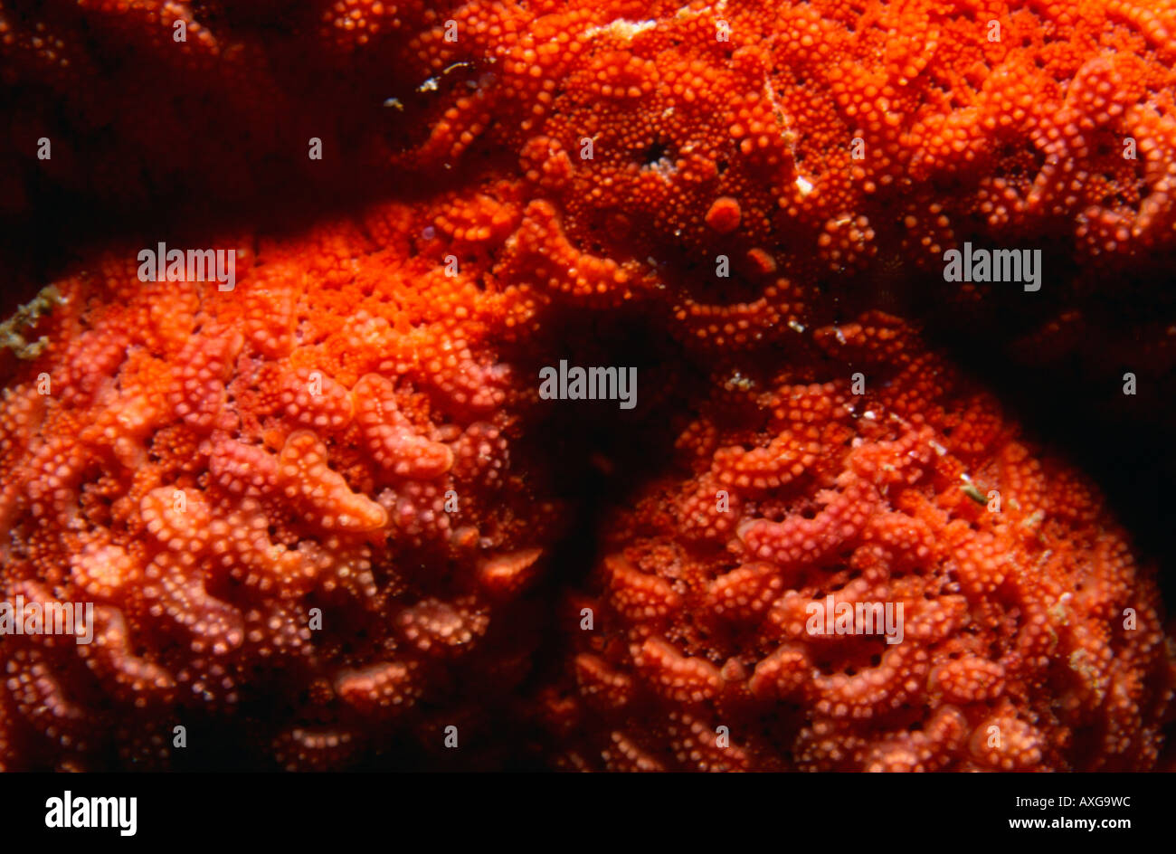 Bat star underwater hi-res stock photography and images - Alamy