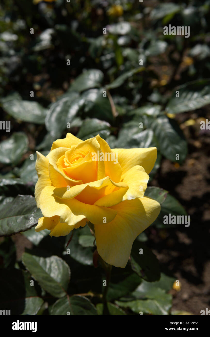 Gold Star - rose variety Stock Photo - Alamy