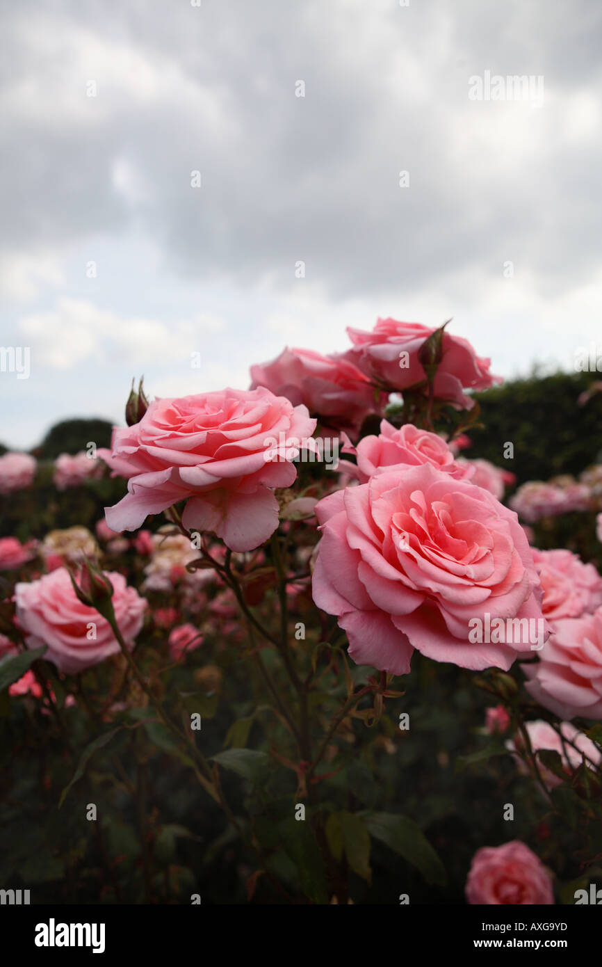 Congratulations - rose variety Stock Photo - Alamy