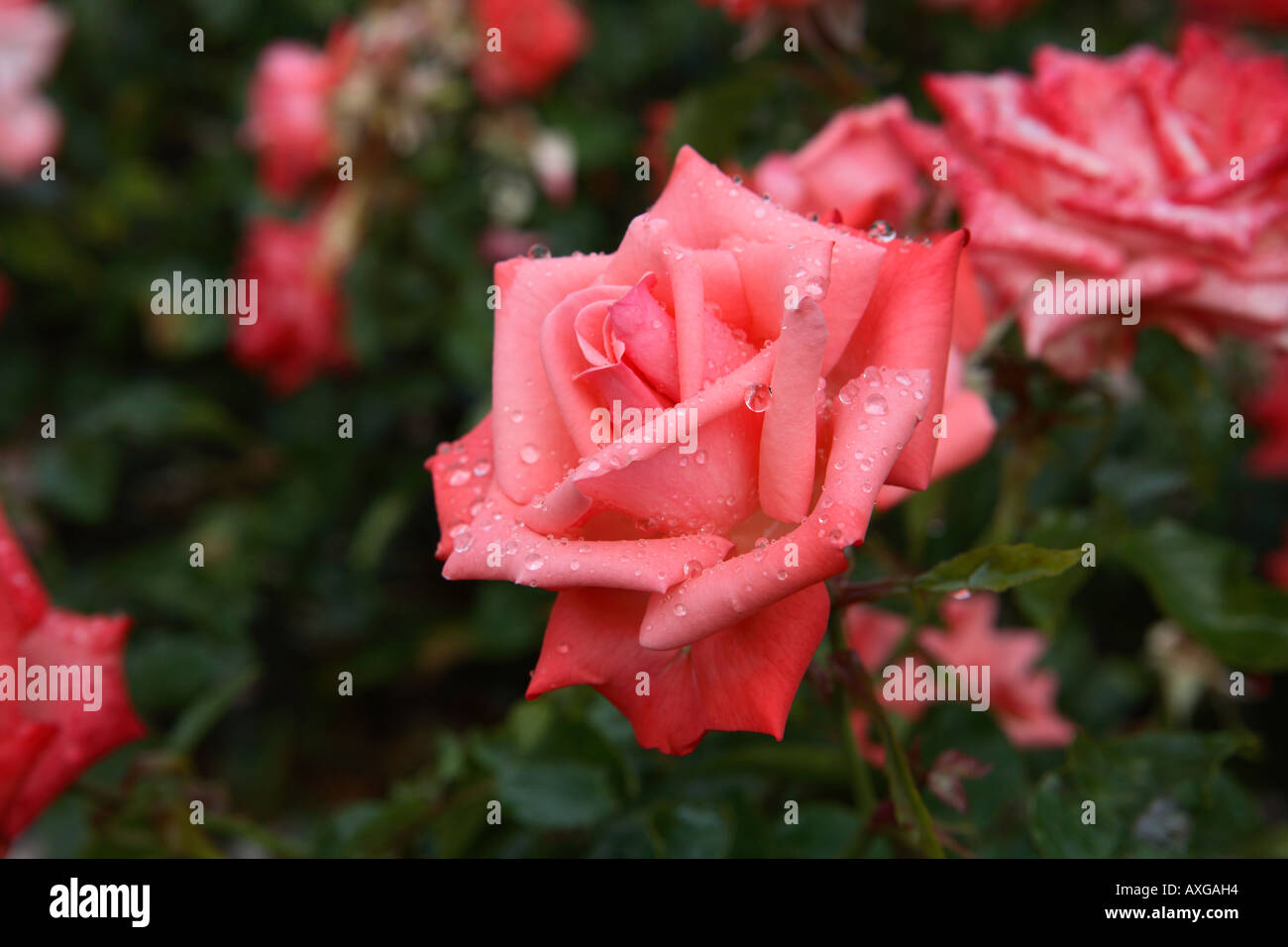 Shona - rose variety Stock Photo - Alamy