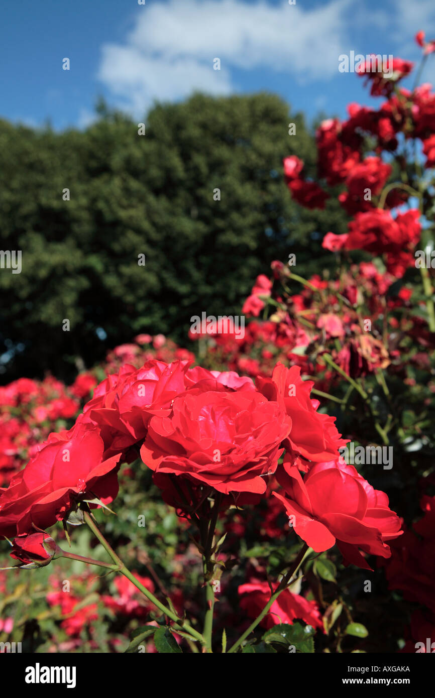 Trumpeter - rose variety Stock Photo - Alamy