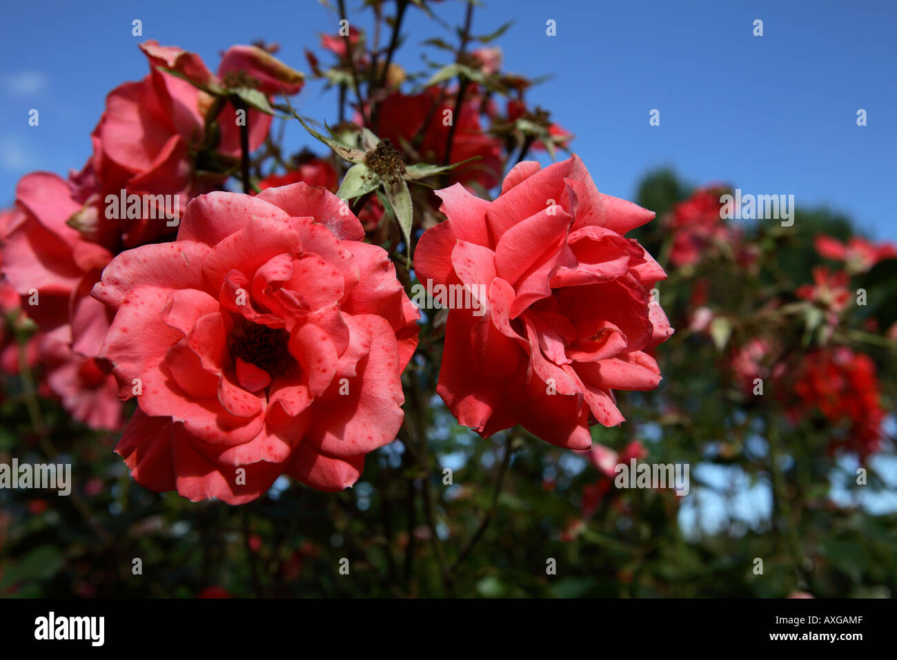 Memento - rose variety Stock Photo - Alamy