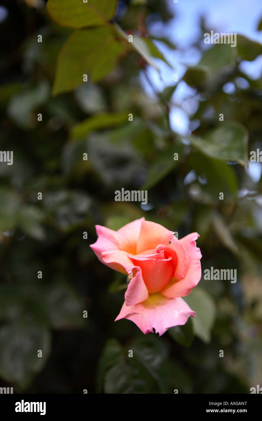 Highfield - rose variety Stock Photo - Alamy