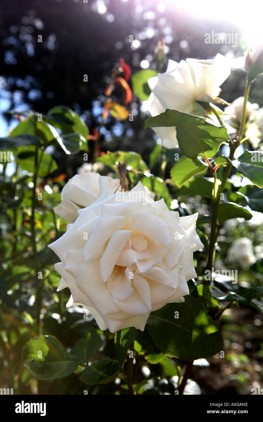 Pascali - rose variety Stock Photo - Alamy
