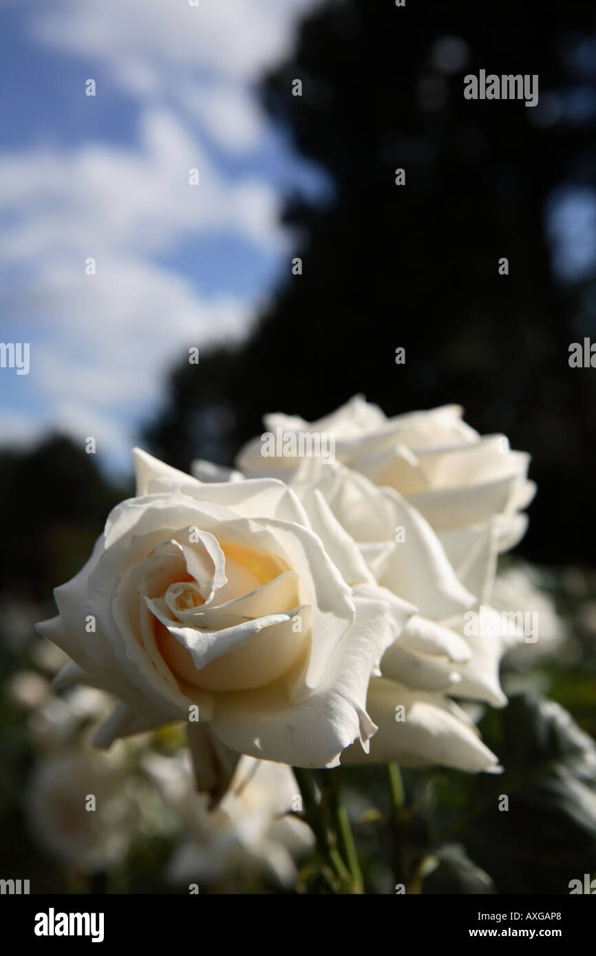 Pascali - rose variety Stock Photo - Alamy