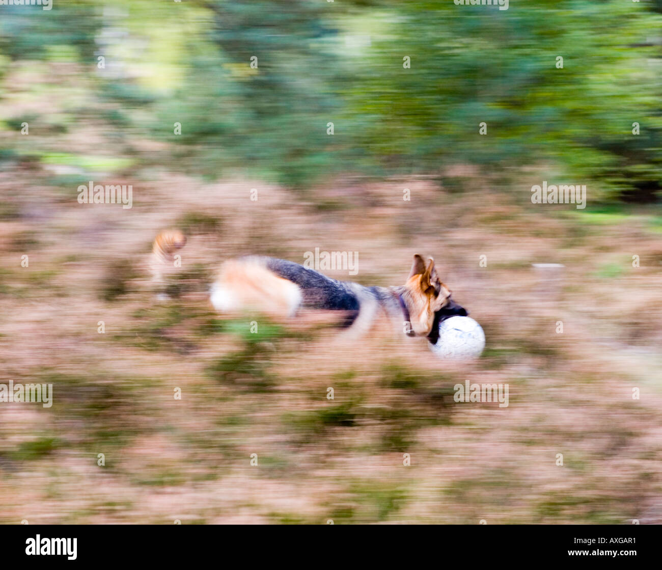 German shepherd chasing ball hi-res stock photography and images - Alamy