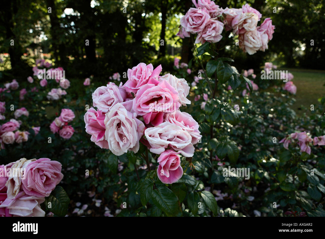 Pink Favourites - rose variety Stock Photo - Alamy