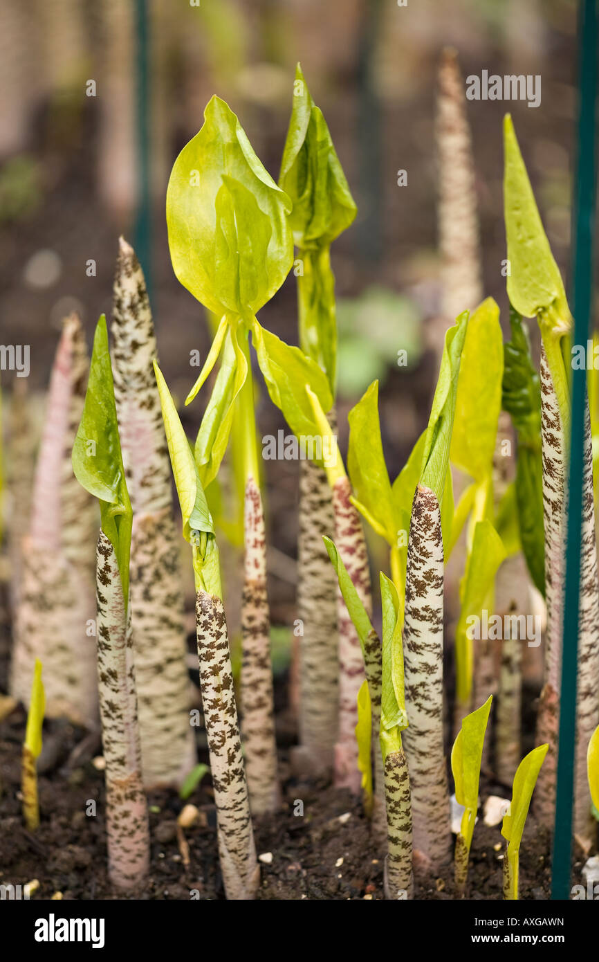Types Of Voodoo Lily
