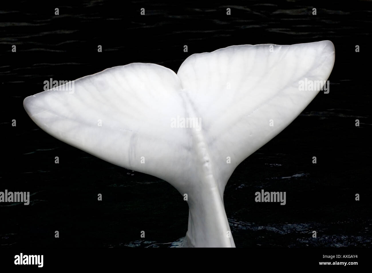 Beluga Whale Tail Stock Photo - Alamy
