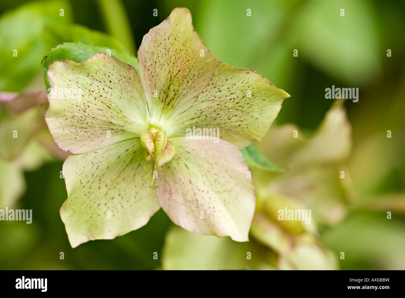 Green hellebore hi-res stock photography and images - Alamy