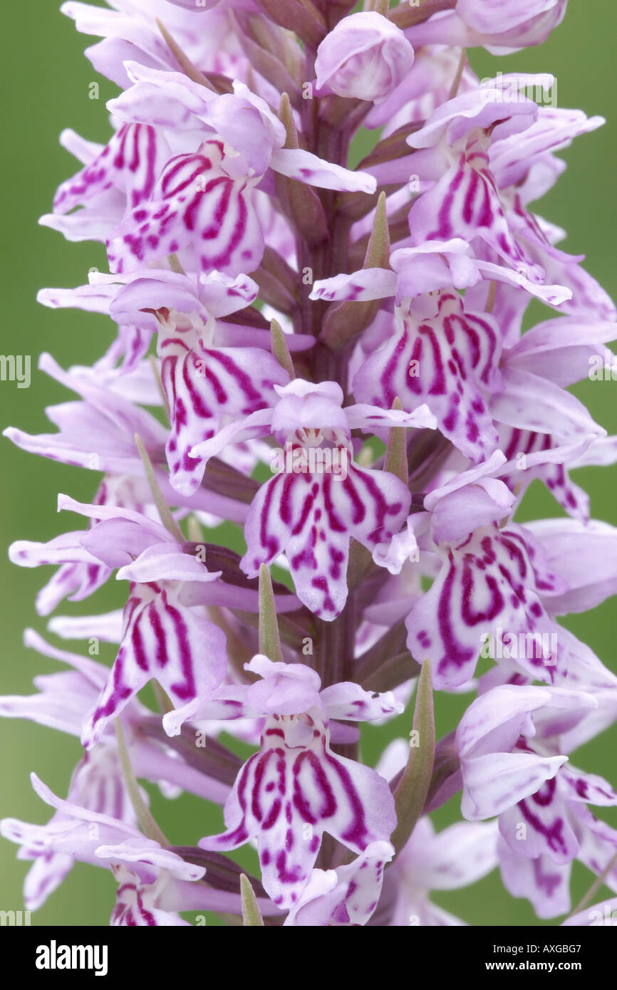 The flower spike of the Common Spotted Orchid Stock Photo - Alamy