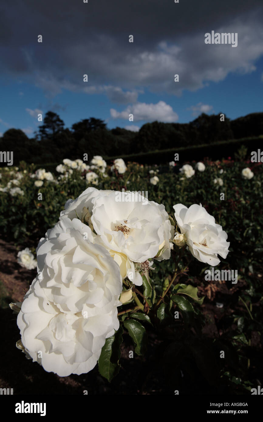 St. John - rose variety Stock Photo - Alamy
