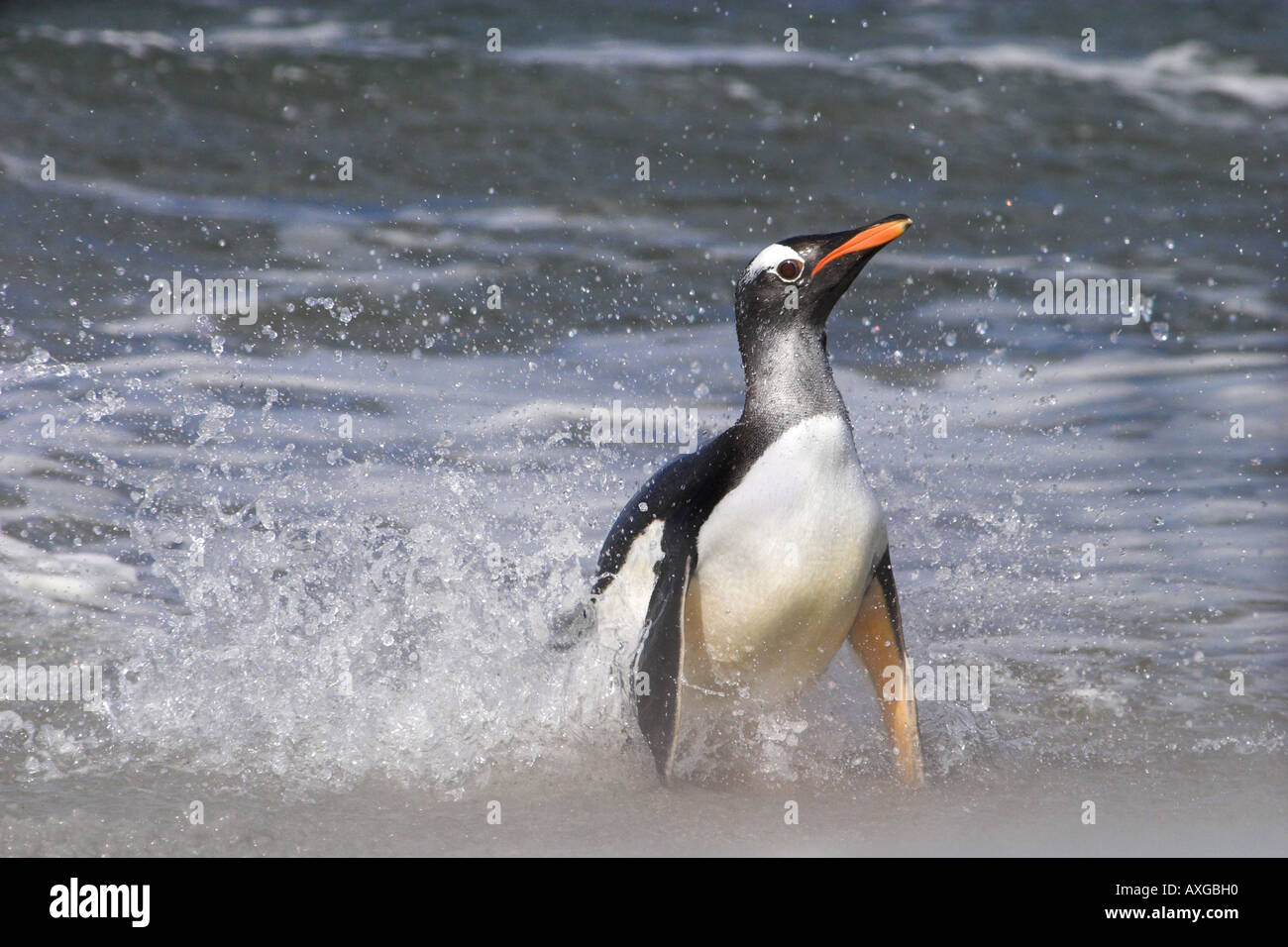 Penguin Biscuits High Resolution Stock Photography and Images - Alamy
