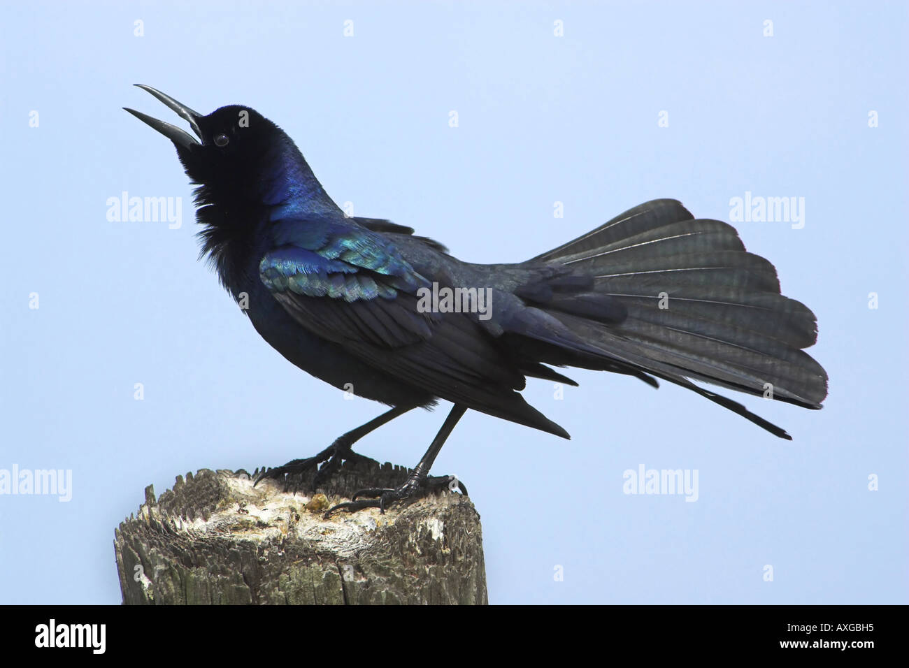 Adult male Boat tailed Grackle displaying Stock Photo - Alamy