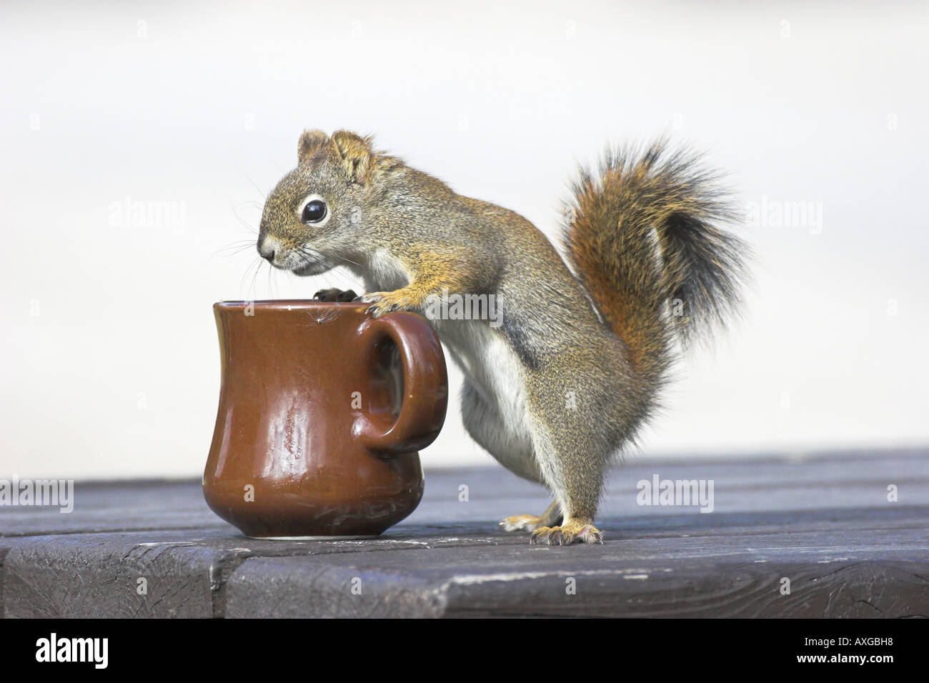 Cheekily looking hi-res stock photography and images - Alamy