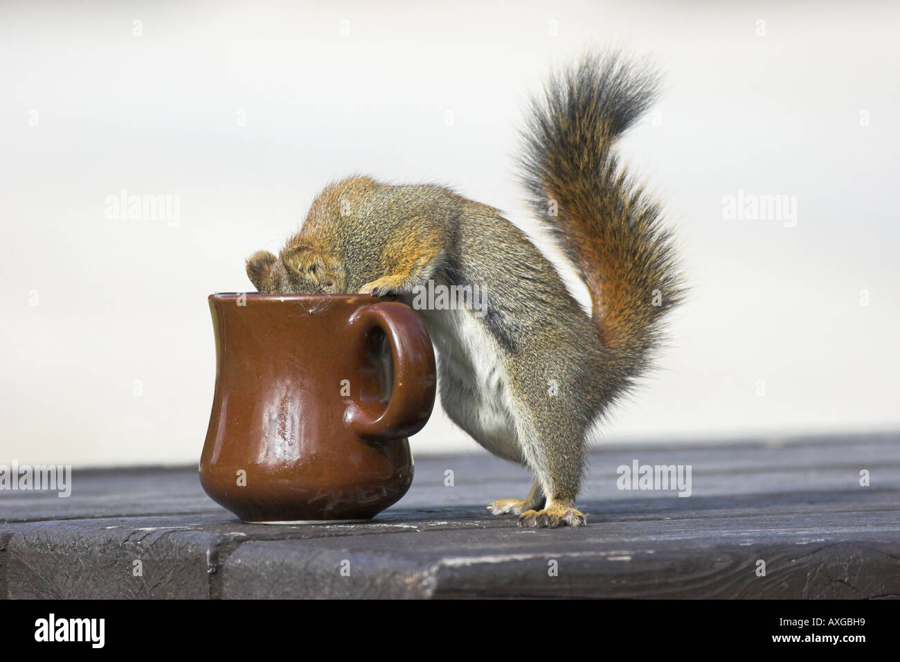 Cheekily looking hi-res stock photography and images - Alamy