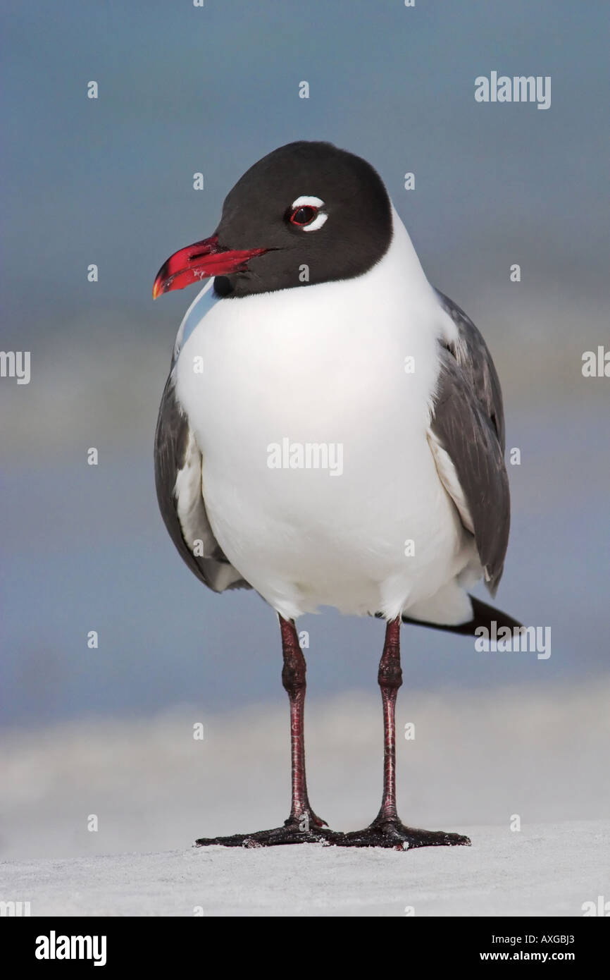 Adult Laughing Gull in breeding plumage Stock Photo - Alamy