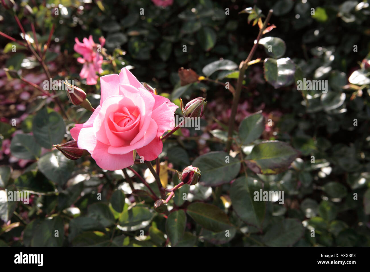 Anna Livia - rose variety Stock Photo - Alamy