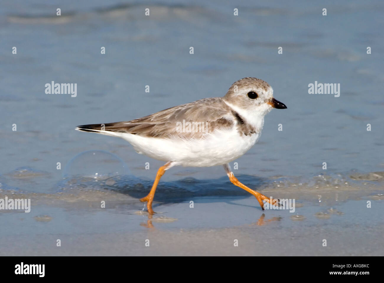 Adult Piping plover moulting through into Summer plumage Stock Photo ...